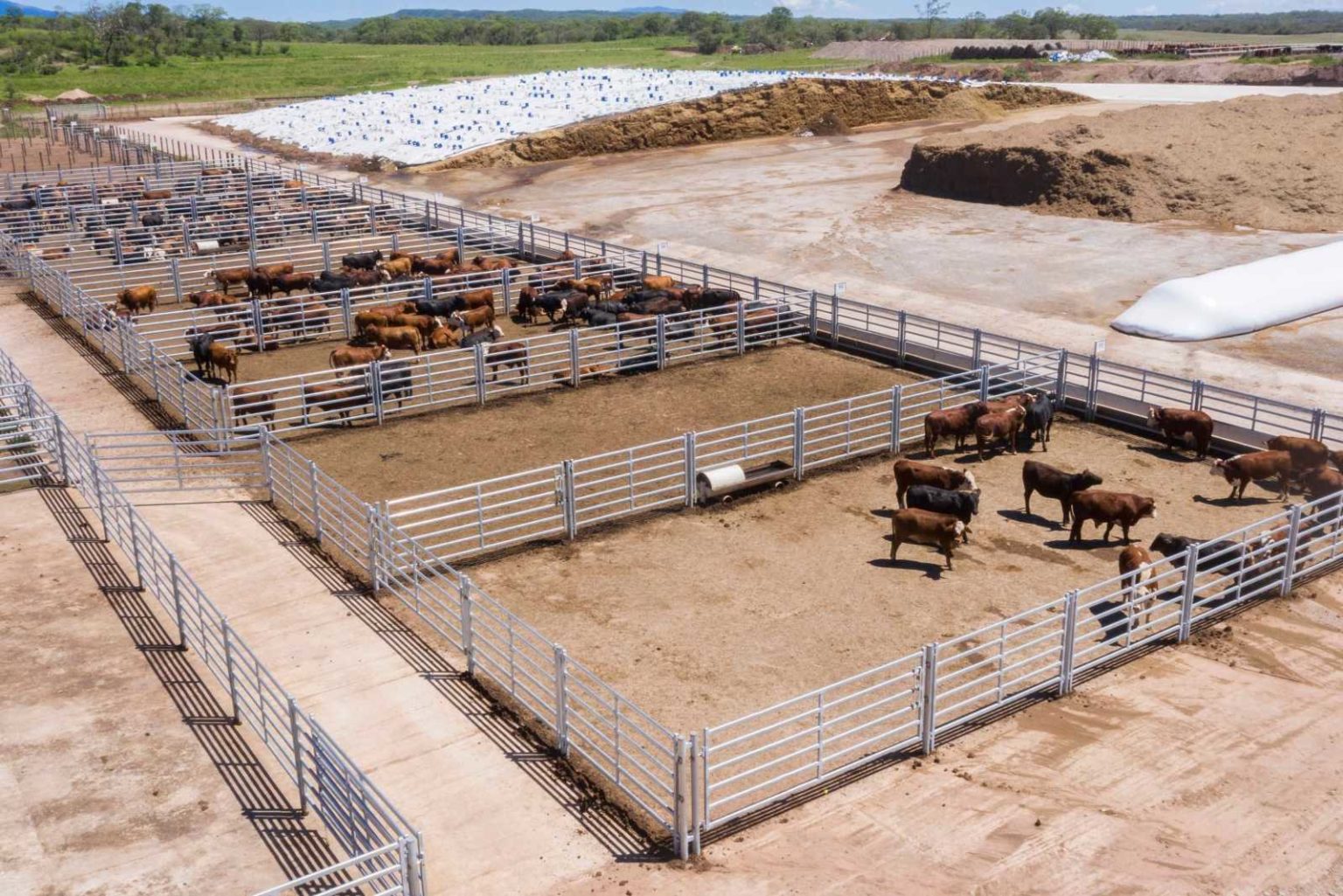 Corrales de engorde ante un escenario ideal de costos y precios ...